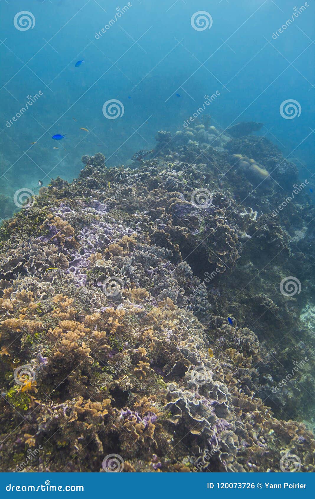 Coral reef wall stock photo. Image of nature, ocean - 120073726