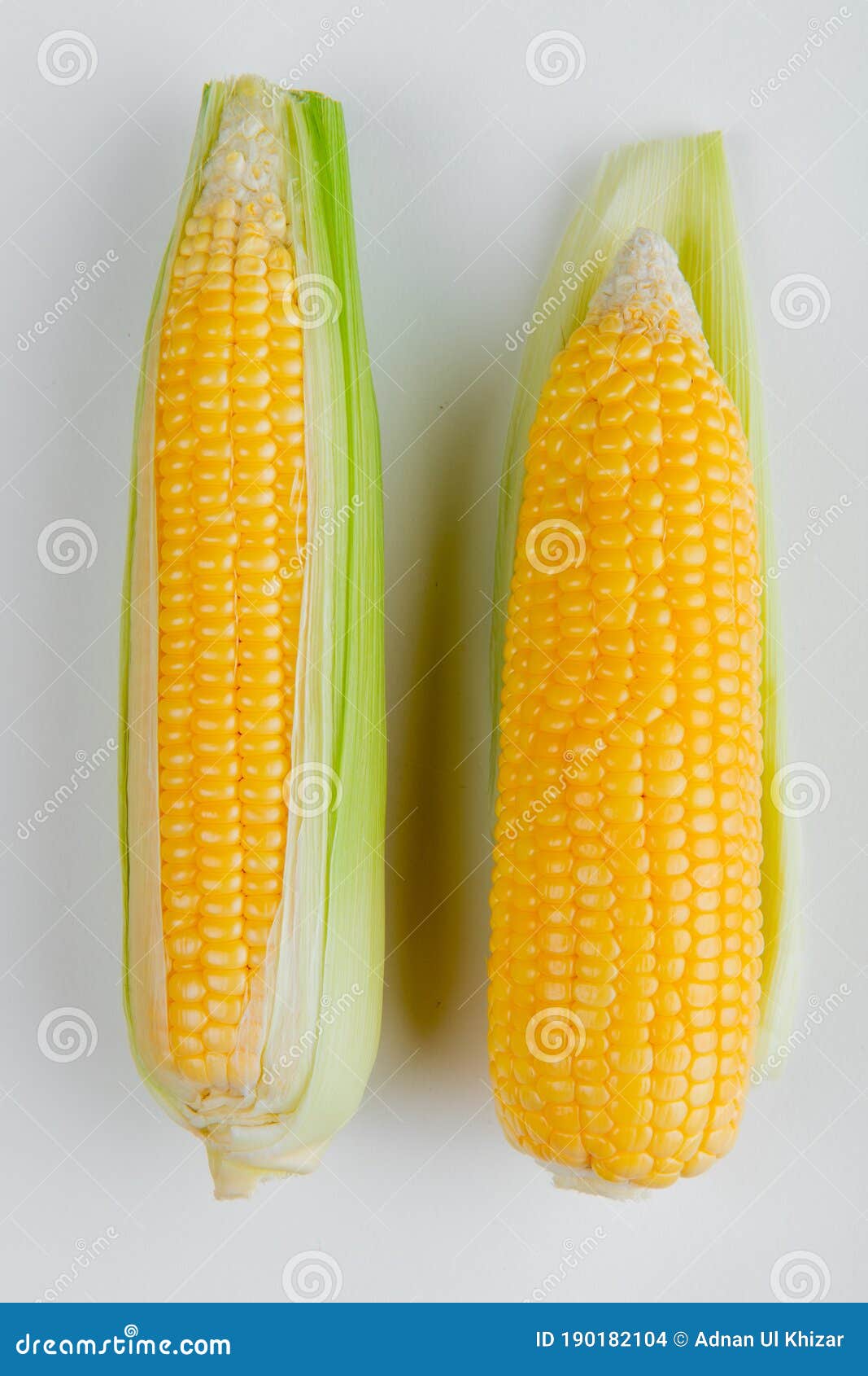 Top View of Corn Cobs with Shell on White Background Stock Photo ...