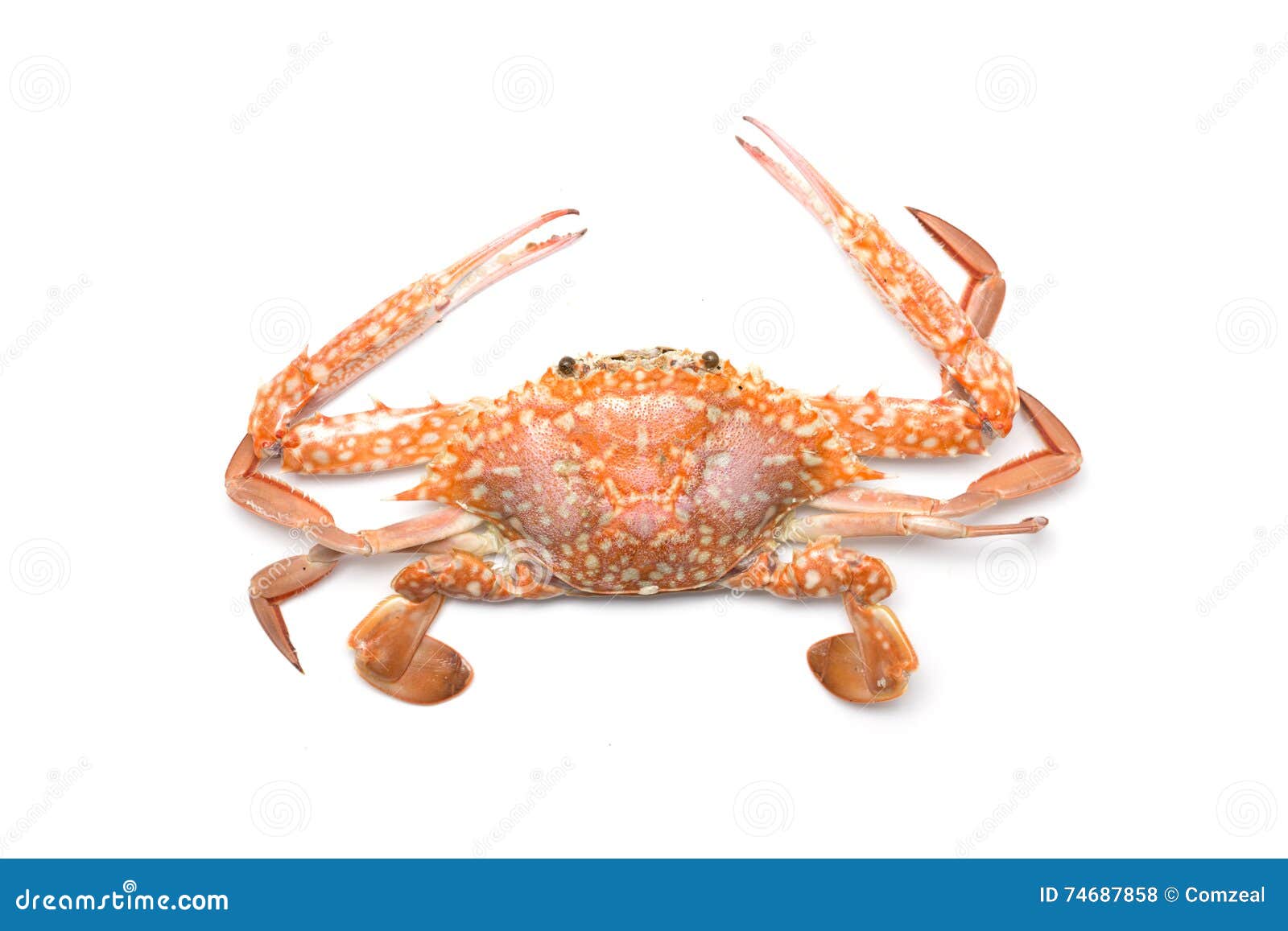 Top View of Crab on White Background Stock Photo - Image of food ...
