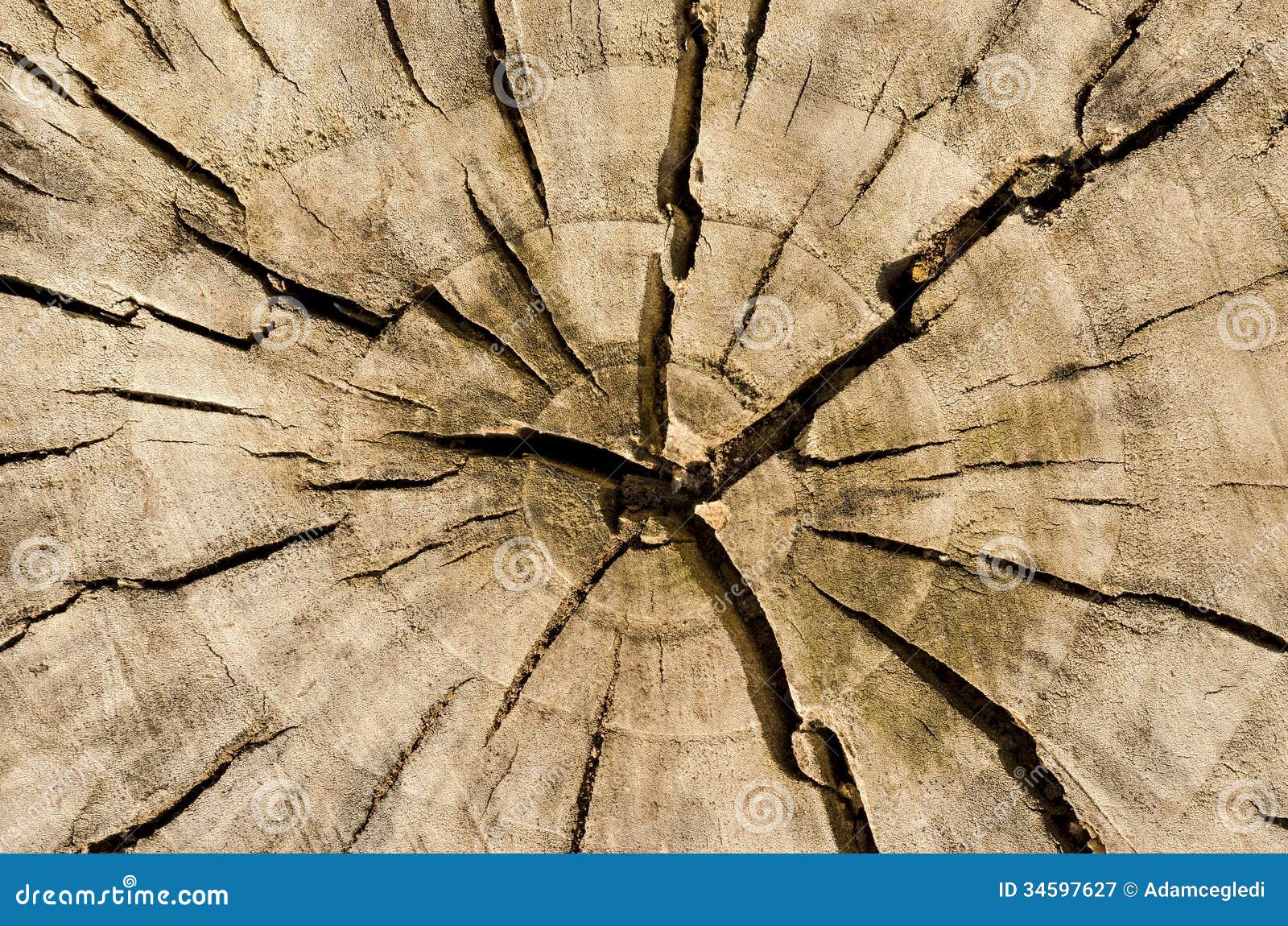Top View of a Cracked Tree Stump Stock Image - Image of lumber, pattern ...
