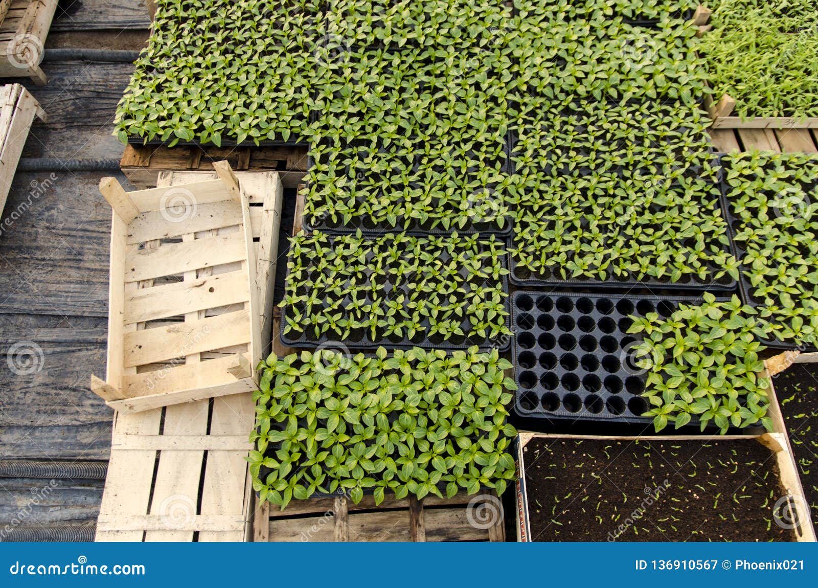 Top View of Crates / Containers Filled with Bunch of Seedlings Stock ...