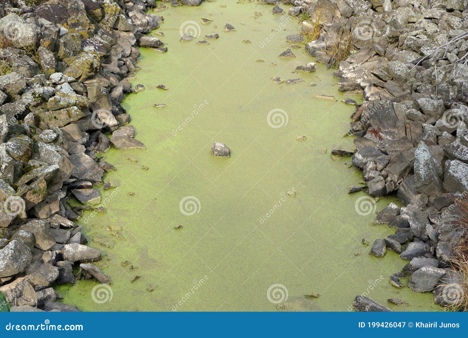 Top View of a Creek Covered with Green Algae Stock Image - Image of ...
