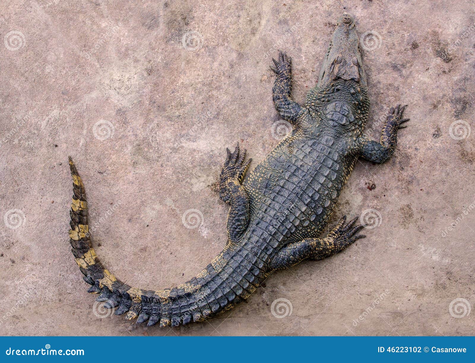 Top View of Crocodile in Farm Stock Photo - Image of leather, creature ...