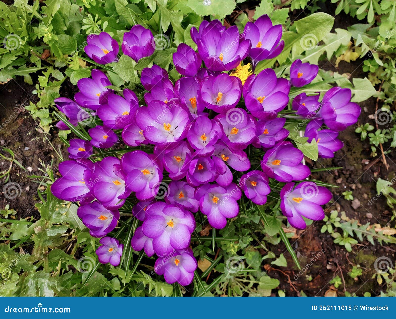 Top View of Crocus Tommasinianus Ruby Giant (early Crocus) Stock Image ...