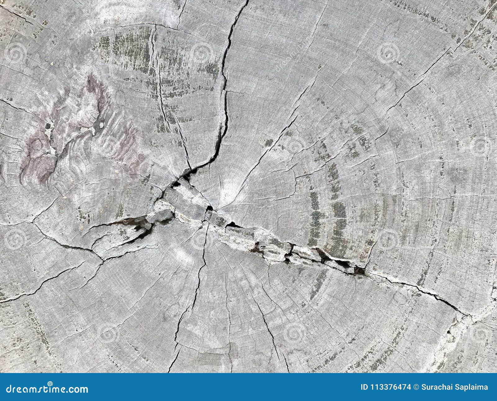 Destroy stock photo. Image of destroy, macro, life, pine - 113376474