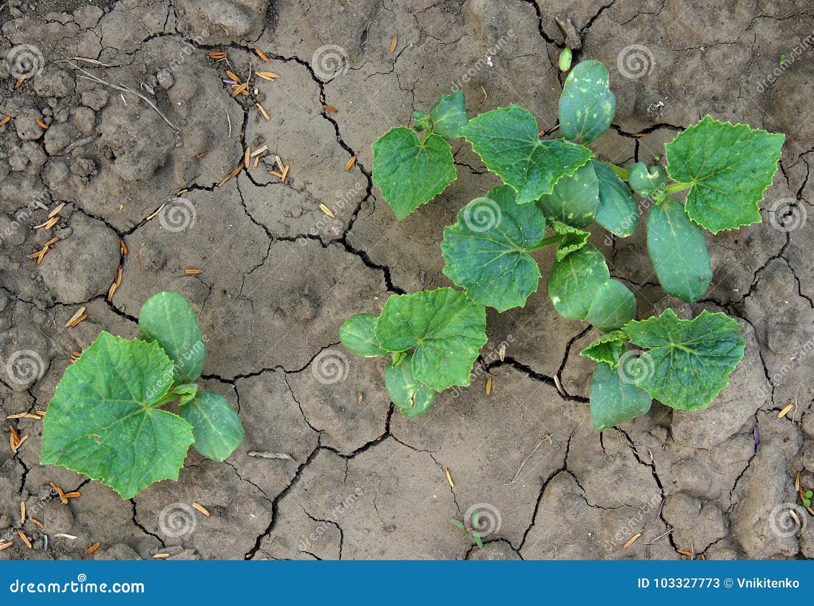 Top view on cucumber stock image. Image of farm, plantation - 103327773