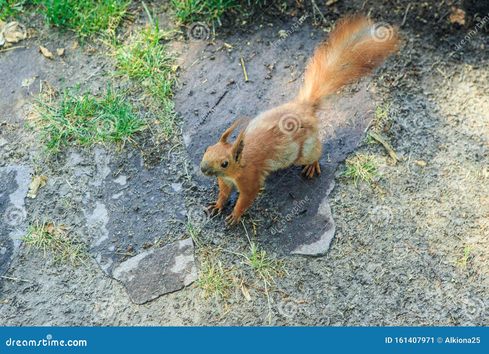 Top View of the Curious Ginger Squirrel in Park Stock Image - Image of ...