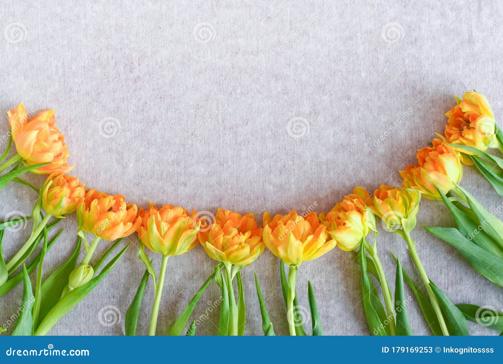 Top View of a Curved Line of Yellow Tulips on White Stock Image - Image ...