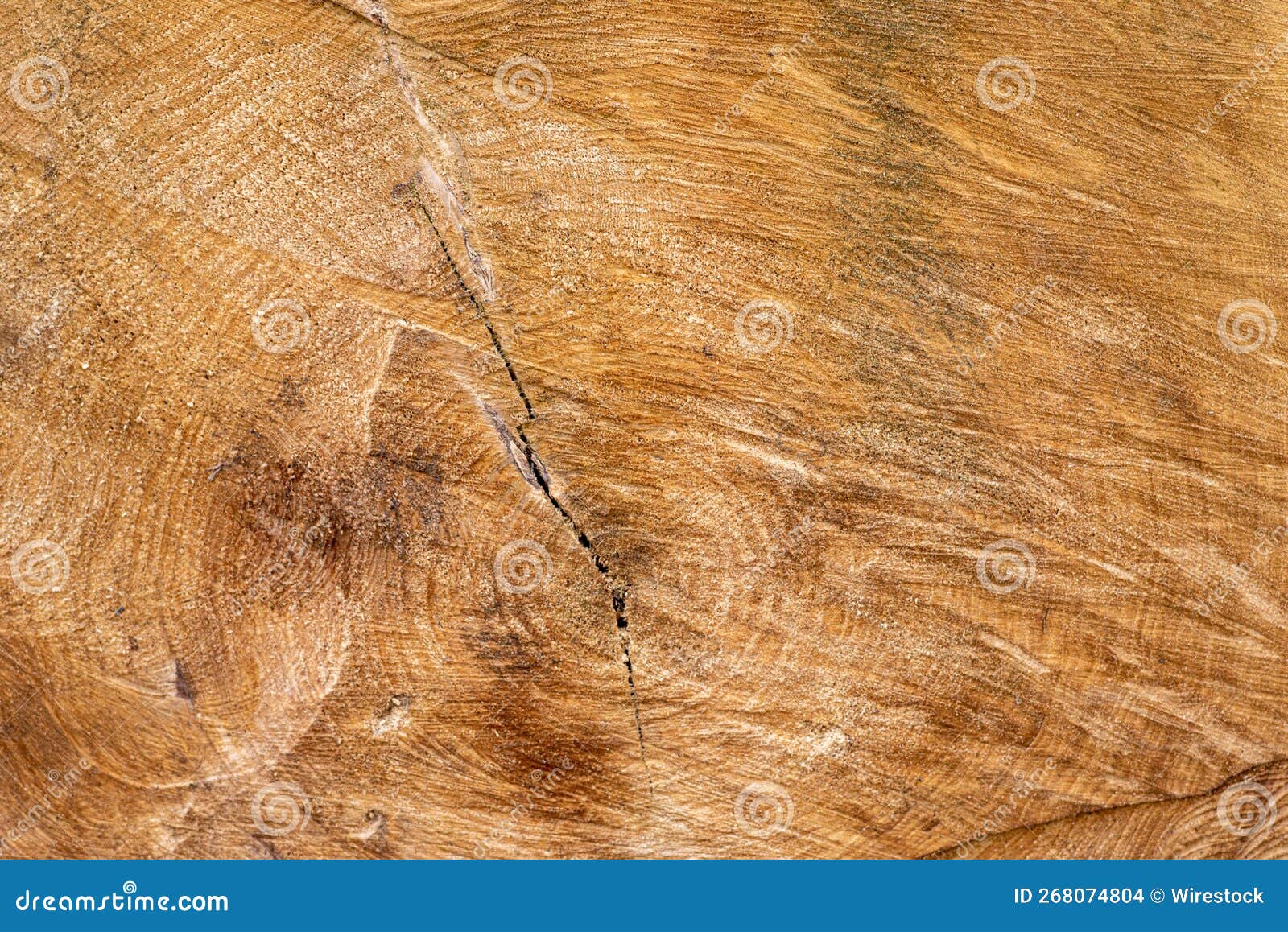 Top View of a Cut Oak Tree Trunk, Cool for a Background Stock Photo ...