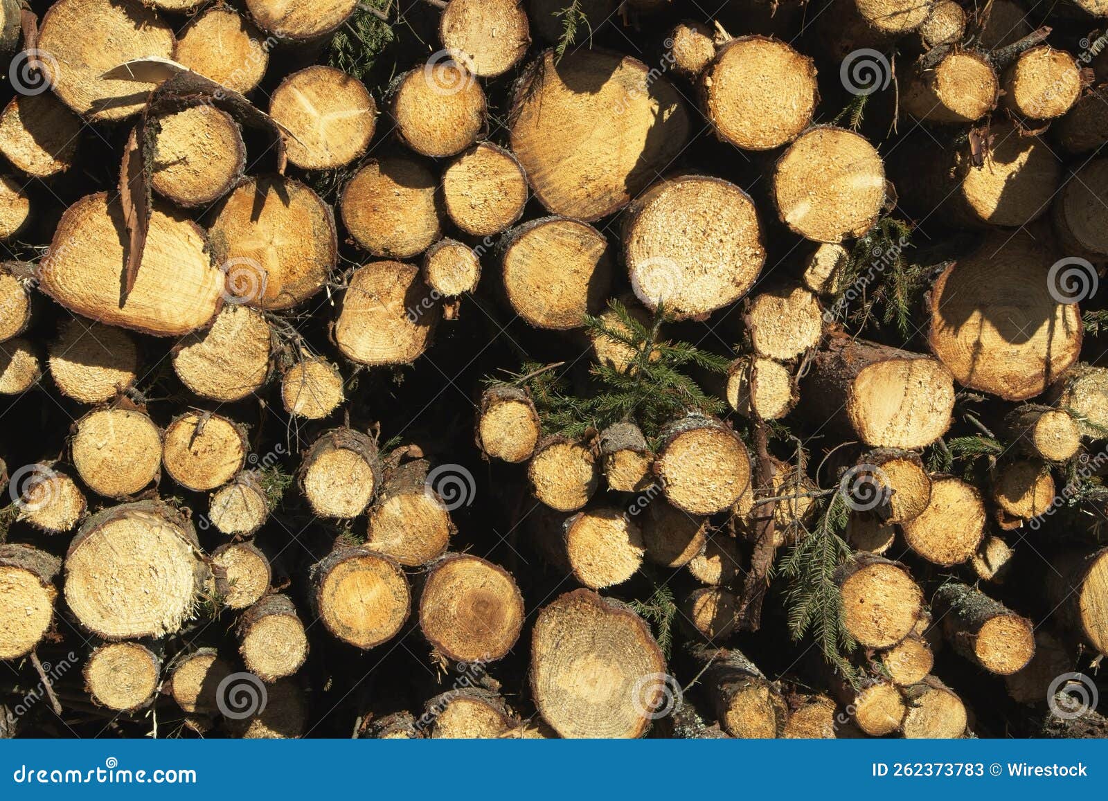 Top View of Cut Spruce Tree Logs Pile Stacked Stock Image - Image of ...
