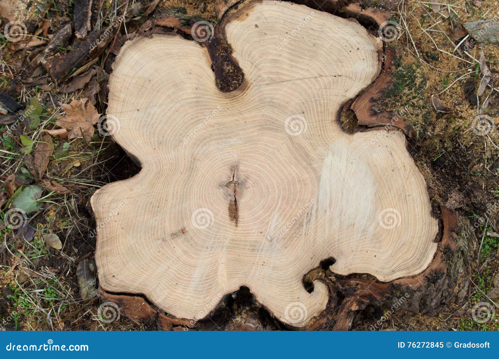 Top view of a cut tree stock image. Image of brown, circle - 76272845