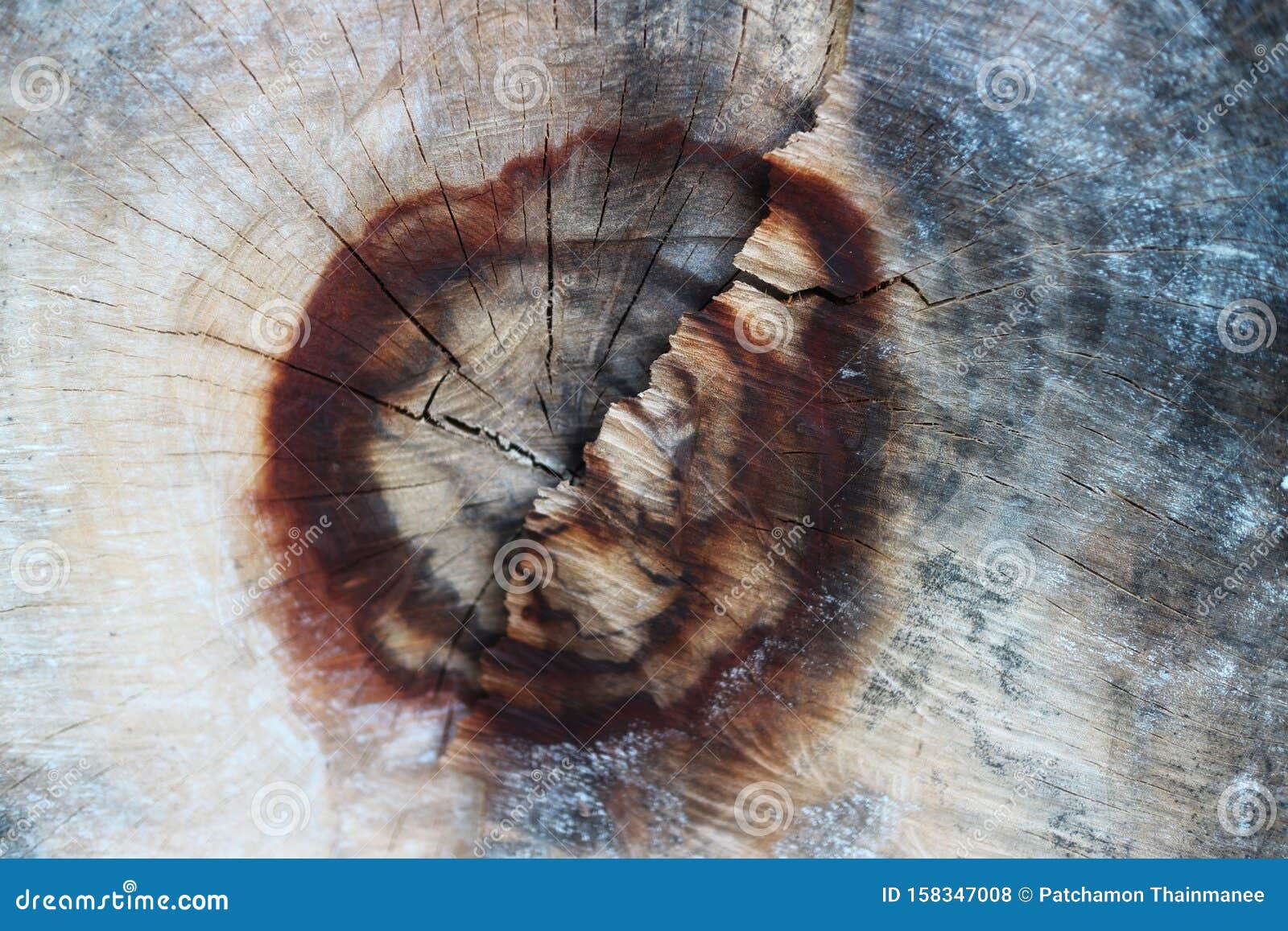 On the Top View, Cut the Tree, See the Marks that Make the Pattern ...