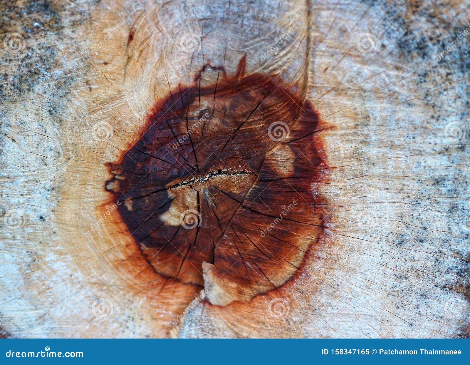 On the Top View, Cut the Tree, See the Marks that Make the Pattern ...