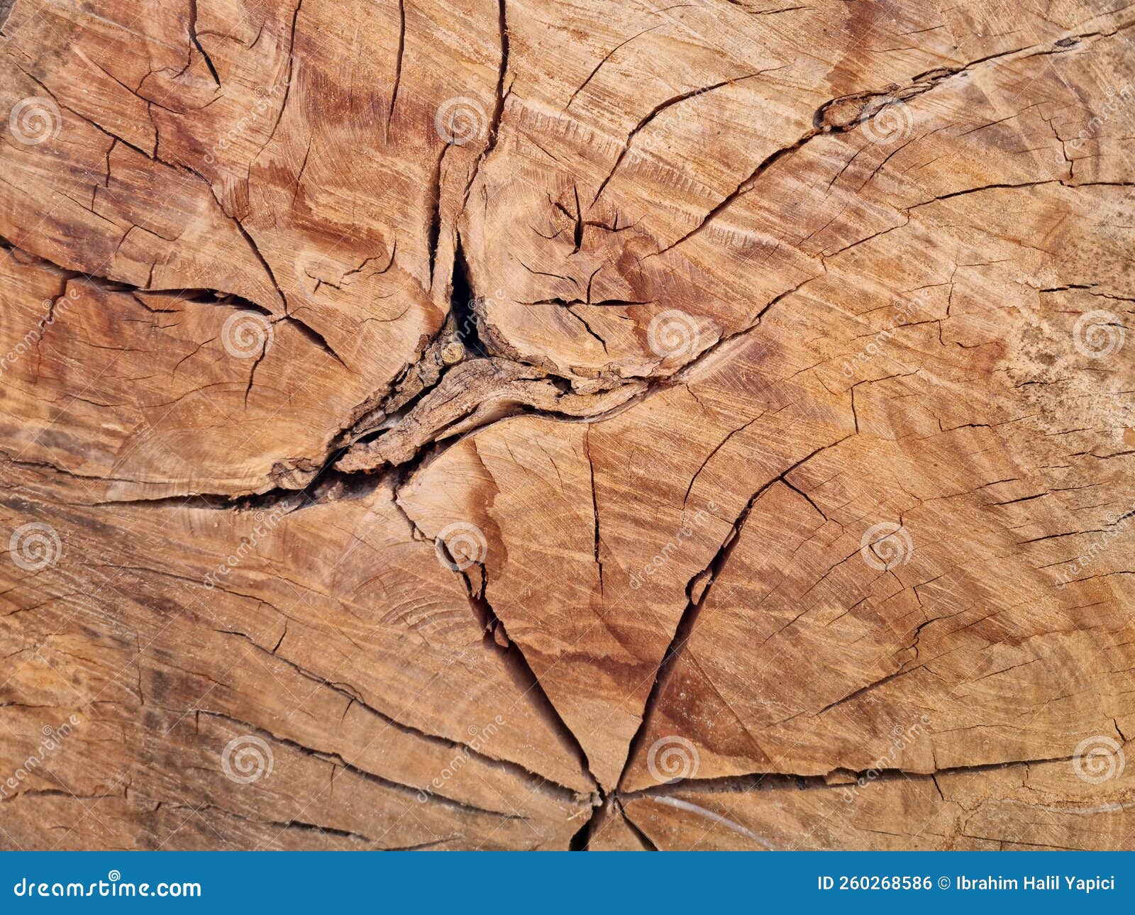 Top View of Cut Tree Trunks, Brown Stump Stock Photo - Image of ...