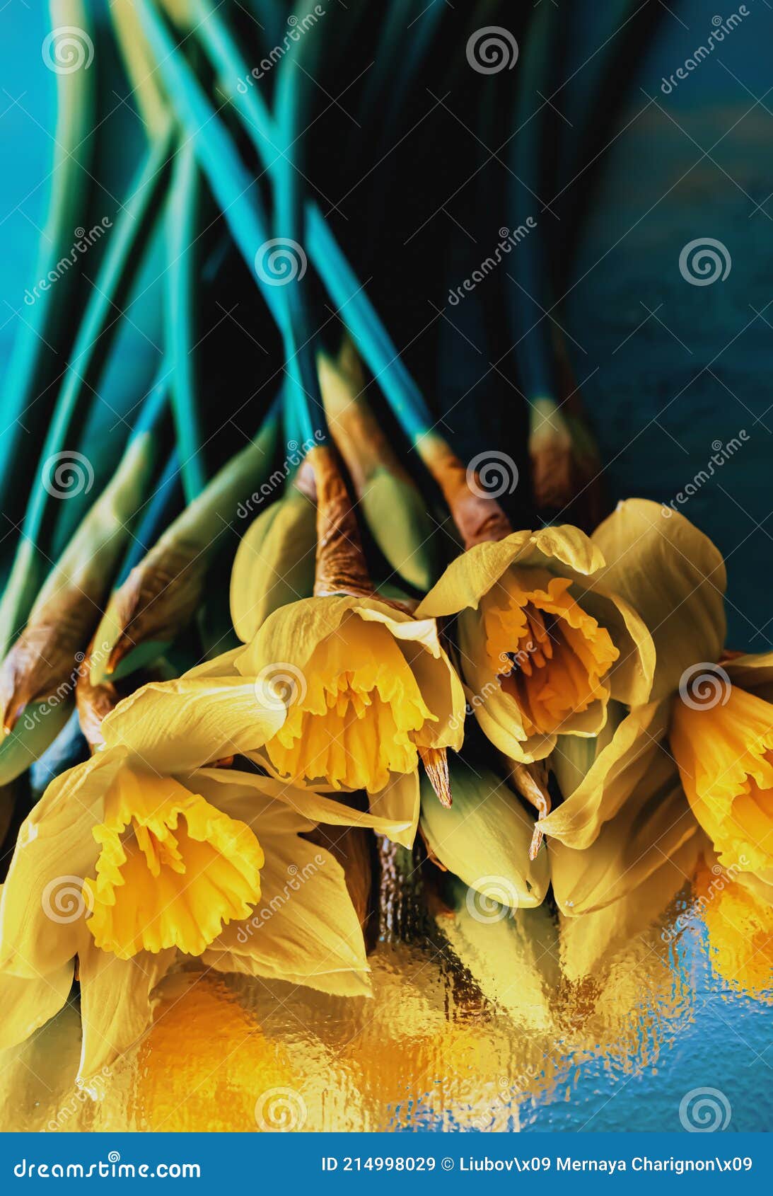Top View of Daffodils and Buds in Dark Lighting. Close-up of Flowers ...