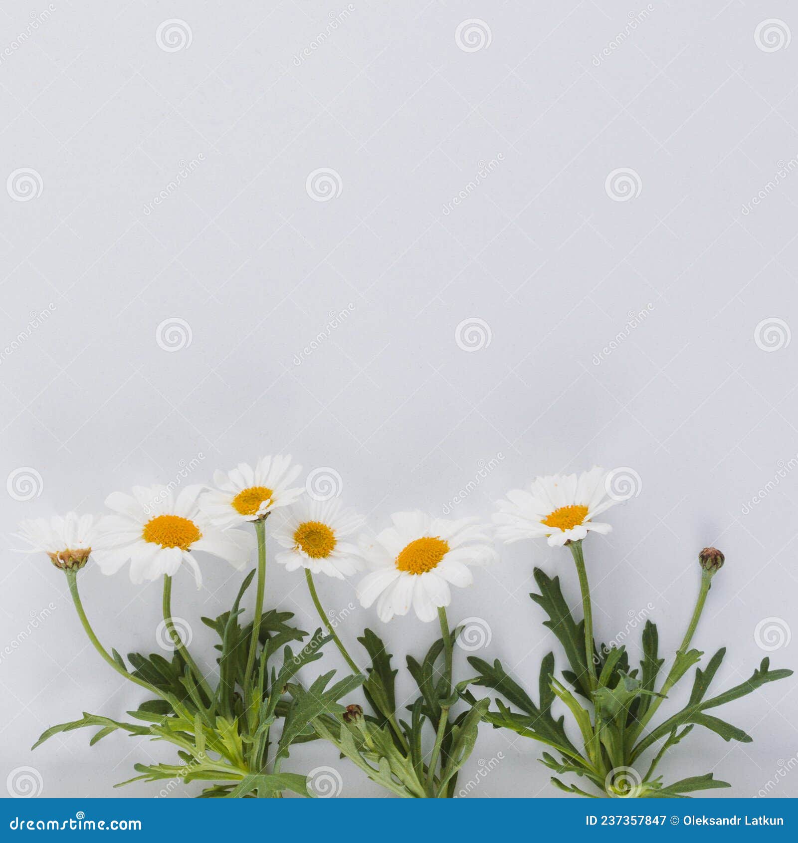 Top View Daisies Line. High Quality Photo Stock Image - Image of summer ...