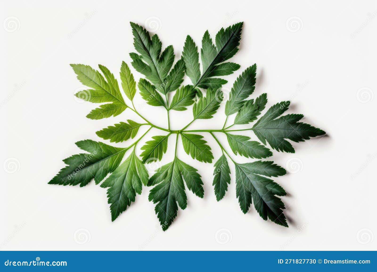 Top View of Damp Green Leaves on a White Background Stock Illustration ...