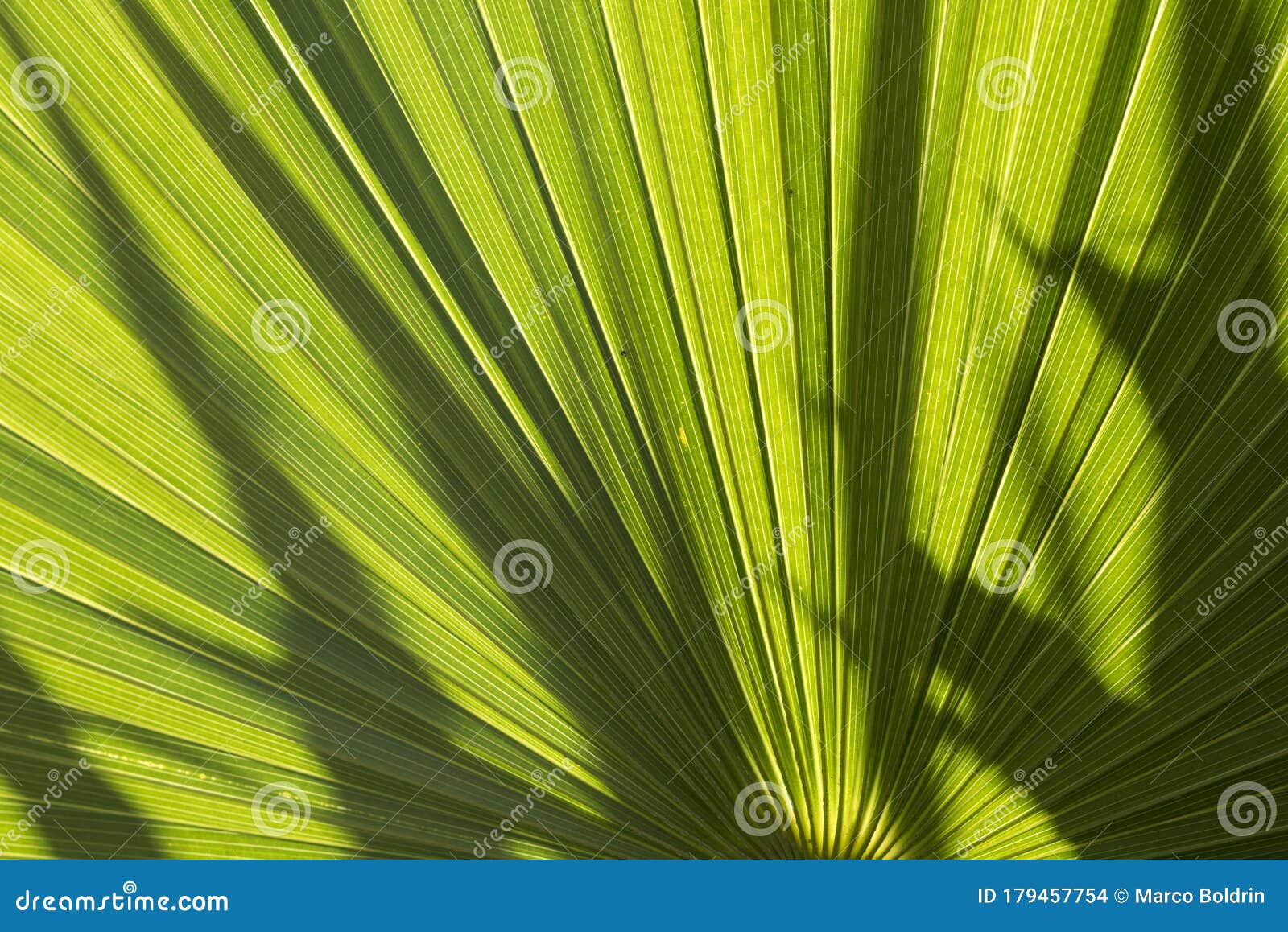 Top View of Date Palm Tree Isolated Stock Photo - Image of blade, front ...