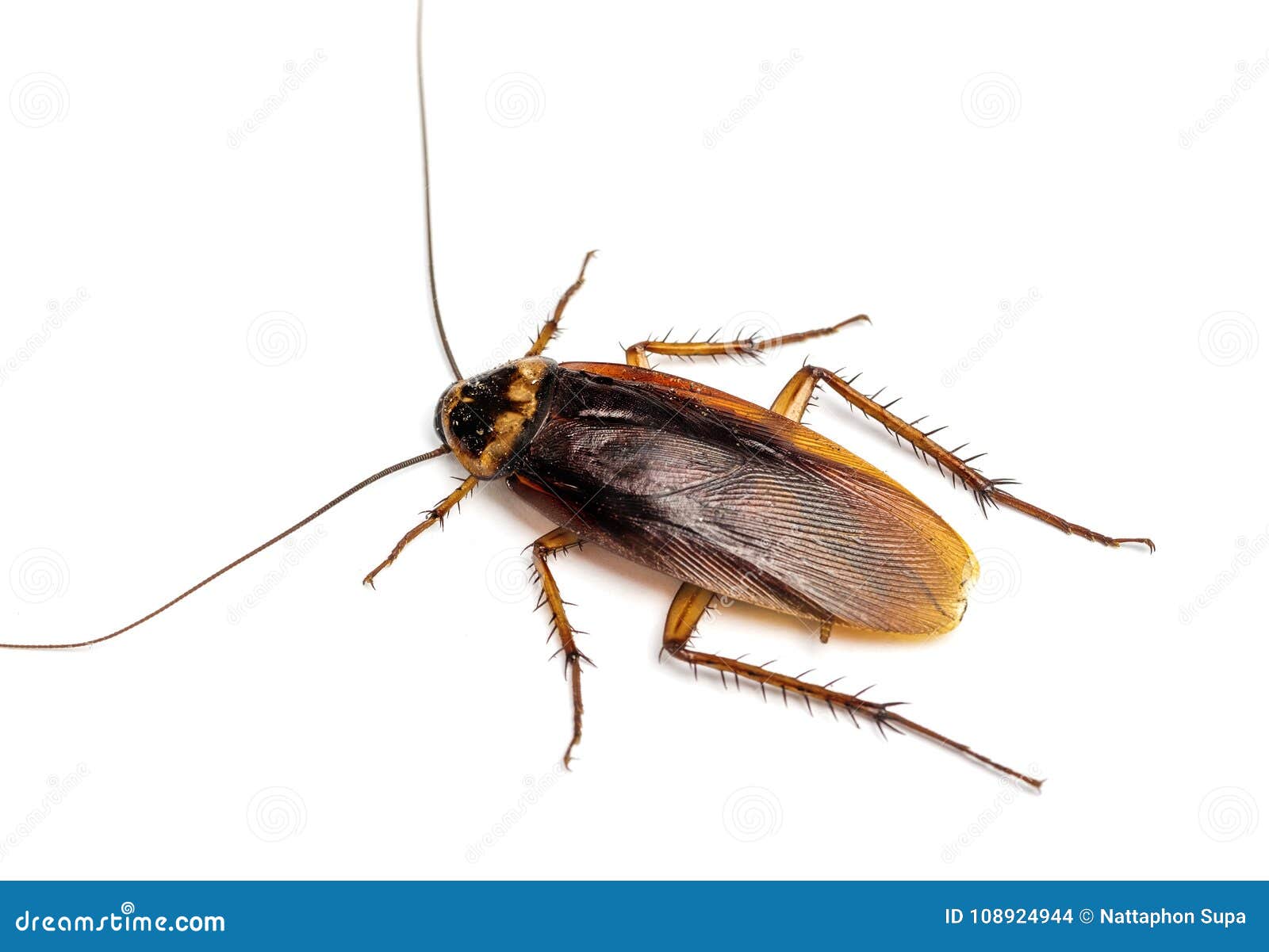Top View Of Cockroach On Wall Texture Royalty-Free Stock Photo ...