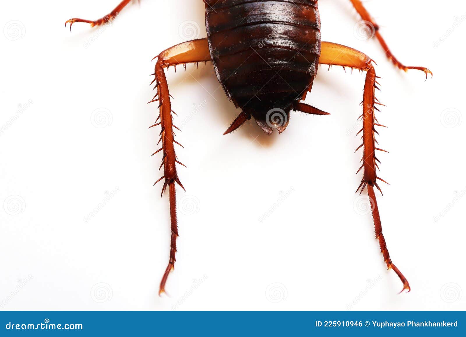 Close-up Cockroach on White Background, Top View. Stock Photo - Image ...