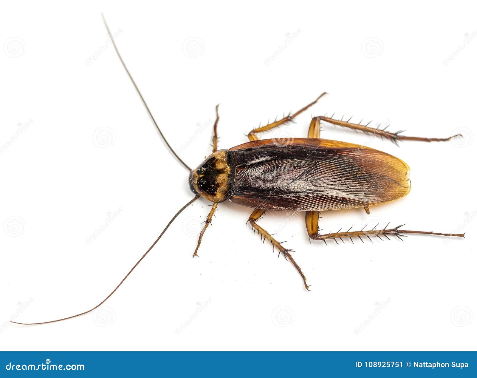 Set Of Isolated Cockroach On White Background. Closeup Madagascar ...