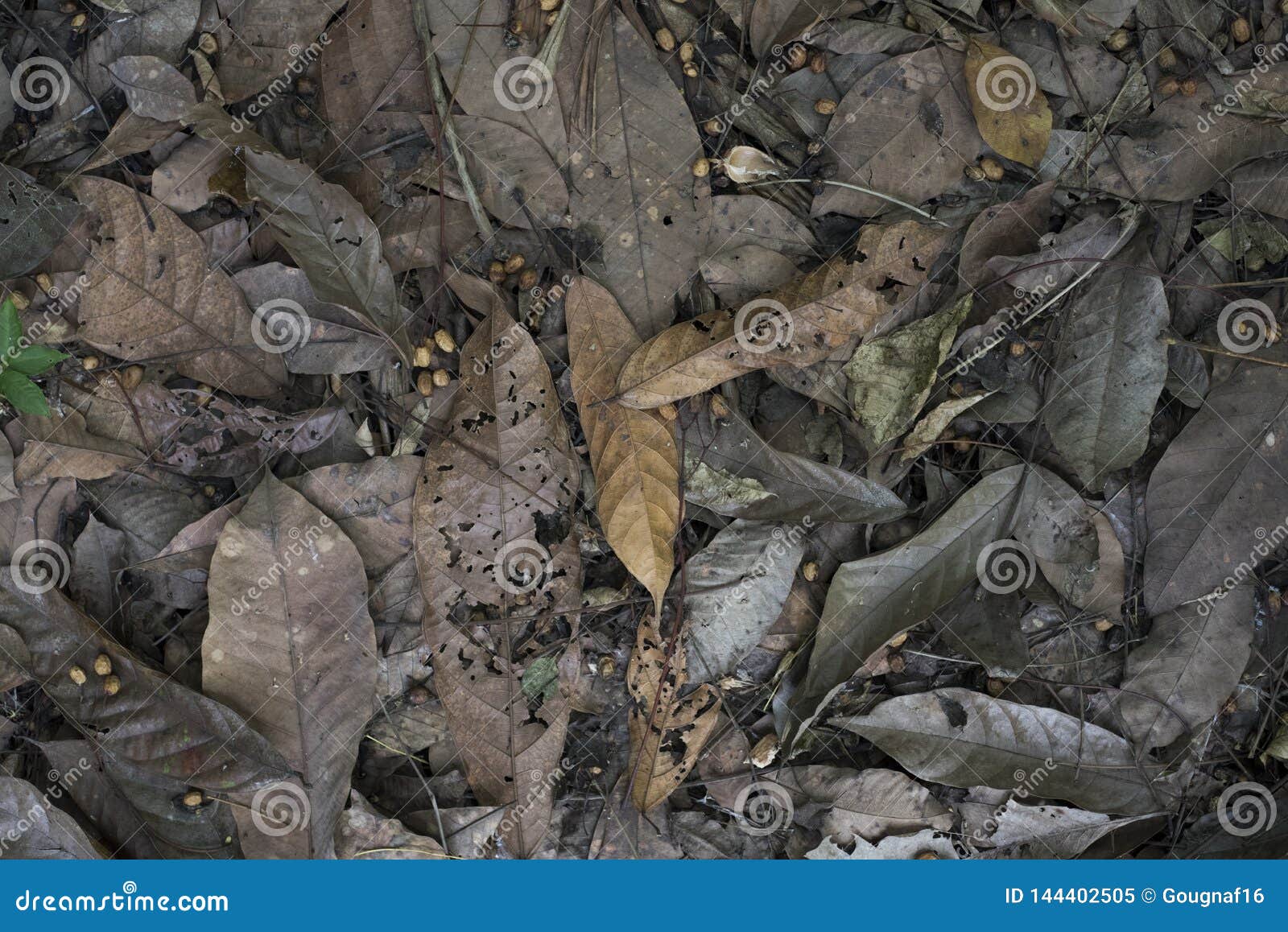 Jungle Floor Stock Photos - Download 5,457 Royalty Free Photos
