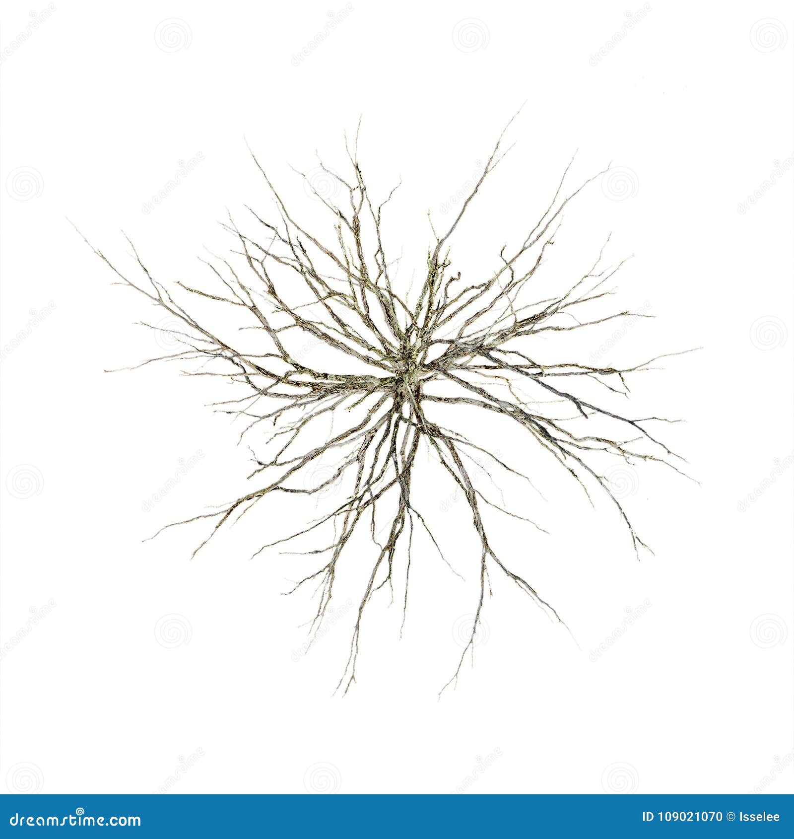 Top View of a Dead Tree in Studio Against White Background Stock Photo ...