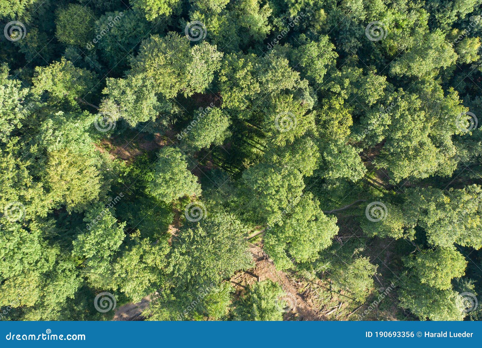 Top View of a Deciduous Forest in the Taunus / Germany Stock Photo ...