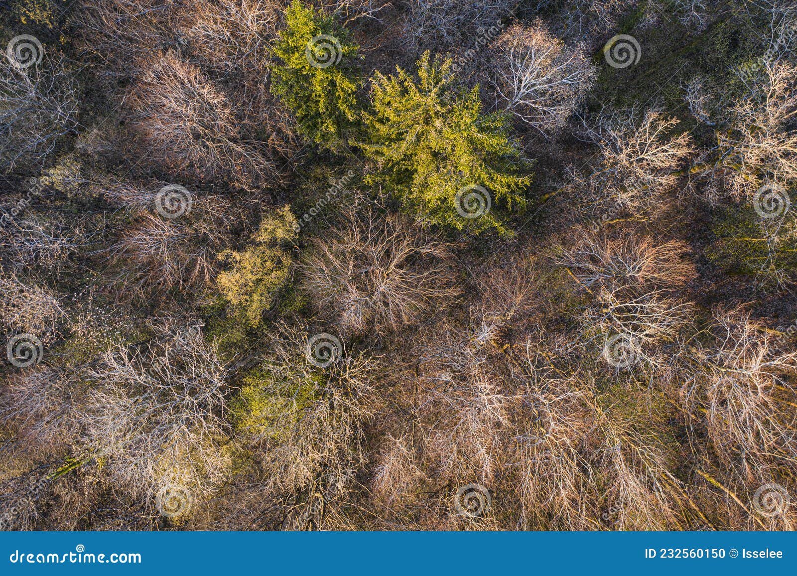 Top View of Deciduous Tree Forest in the Beginning of Spring Stock ...