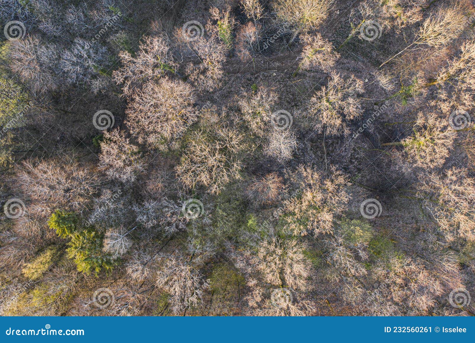 Top View of Deciduous Tree Forest in the Beginning of Spring Stock ...