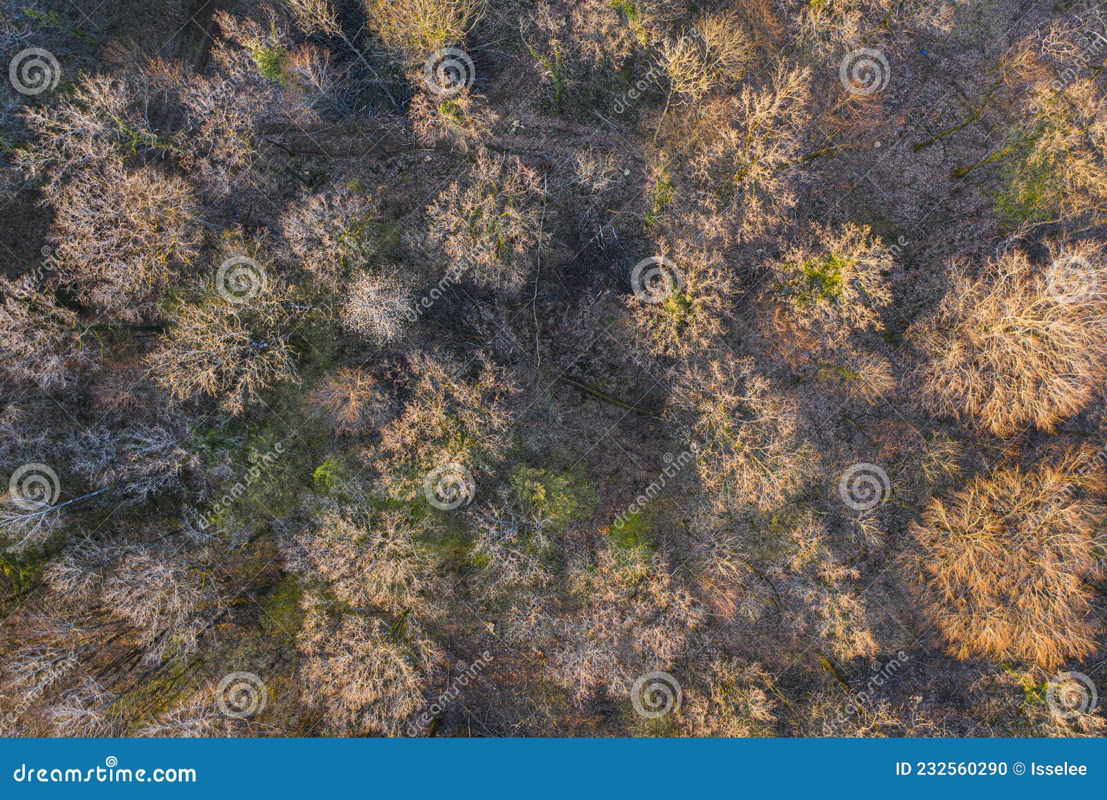 Top View of Deciduous Tree Forest in the Beginning of Spring Stock ...
