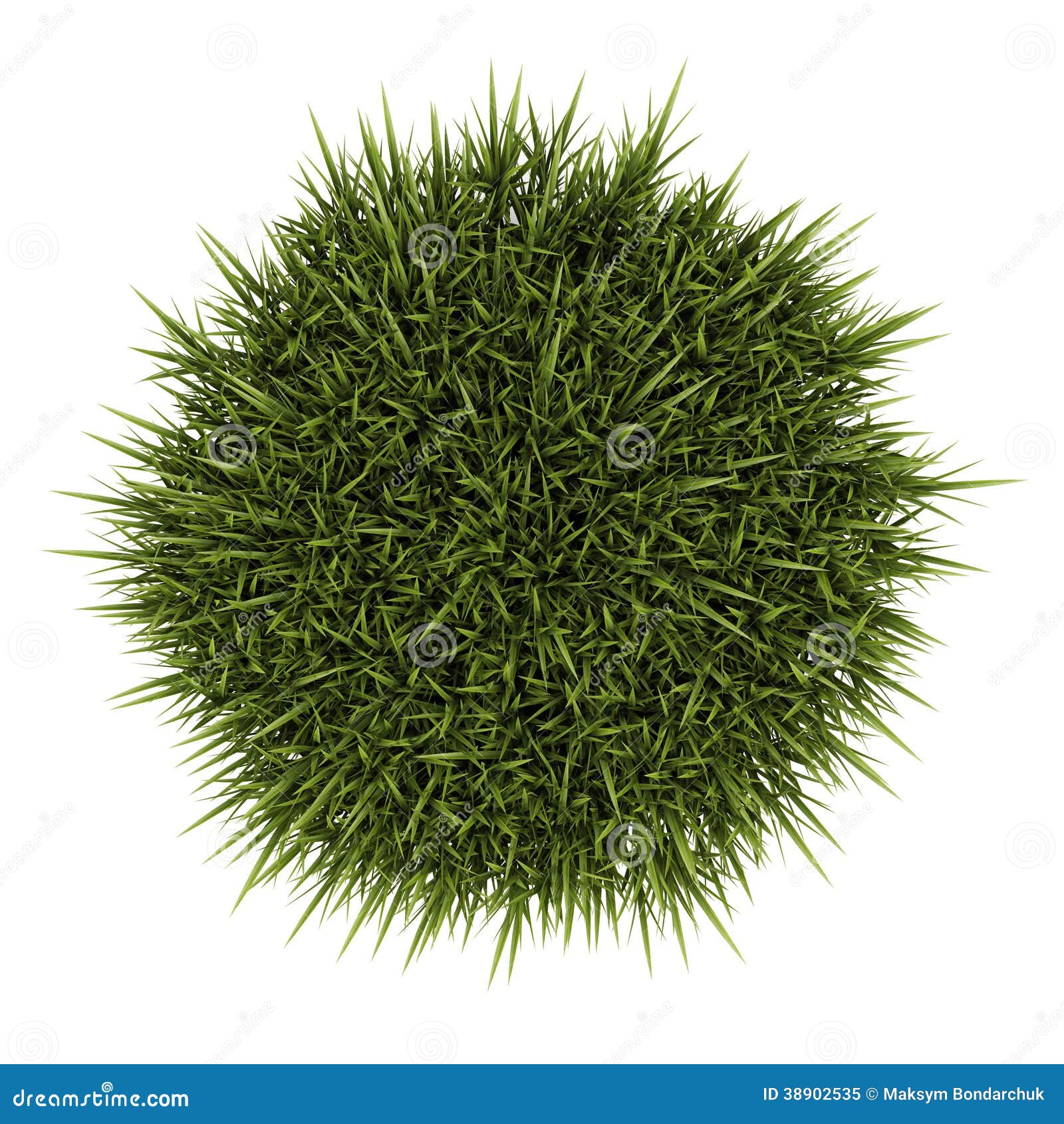 Top View of Decorative Grass Isolated on White Stock Illustration ...