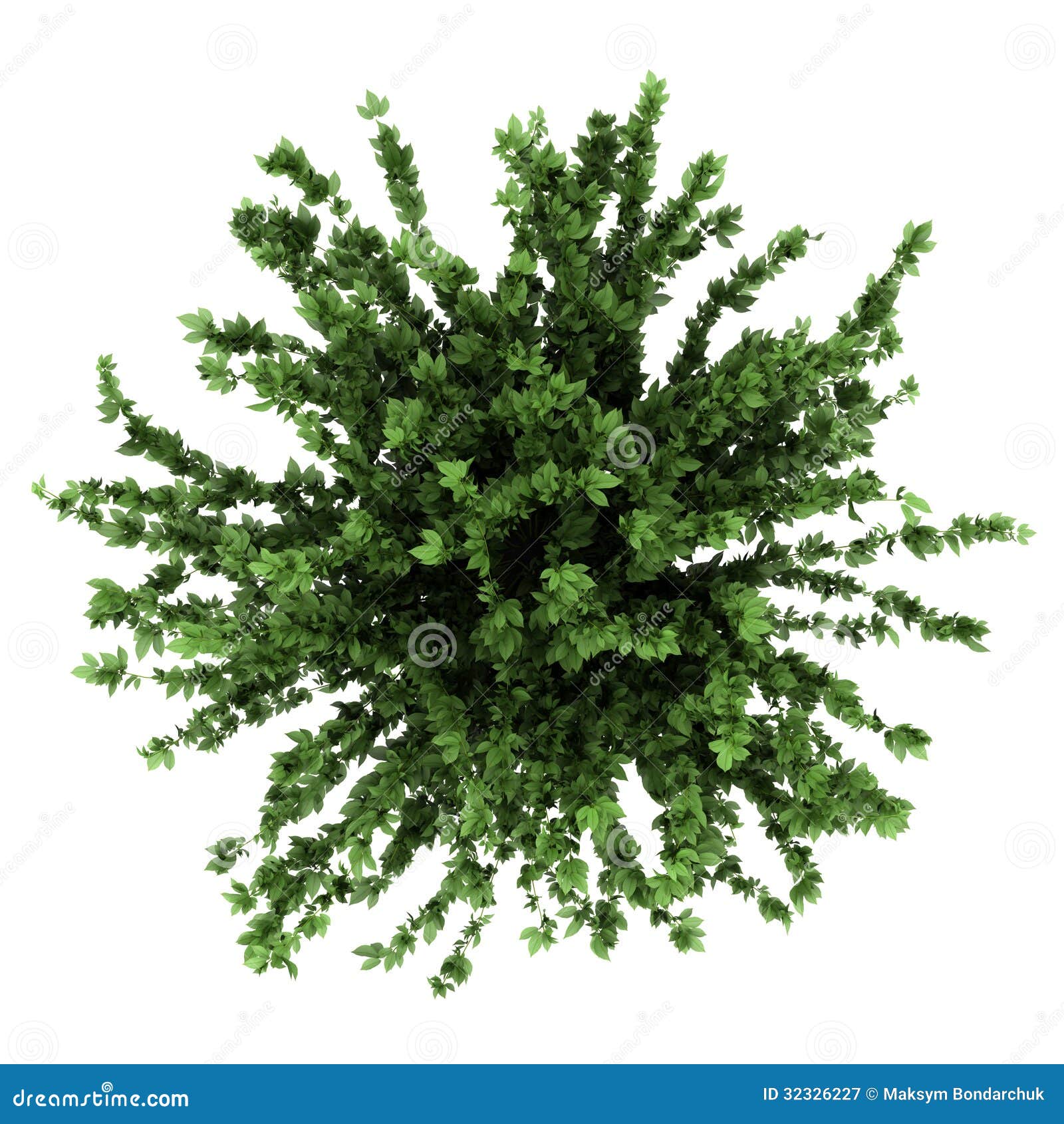 Top View Of Decorative Plant In Pot Isolated On White Royalty Free ...