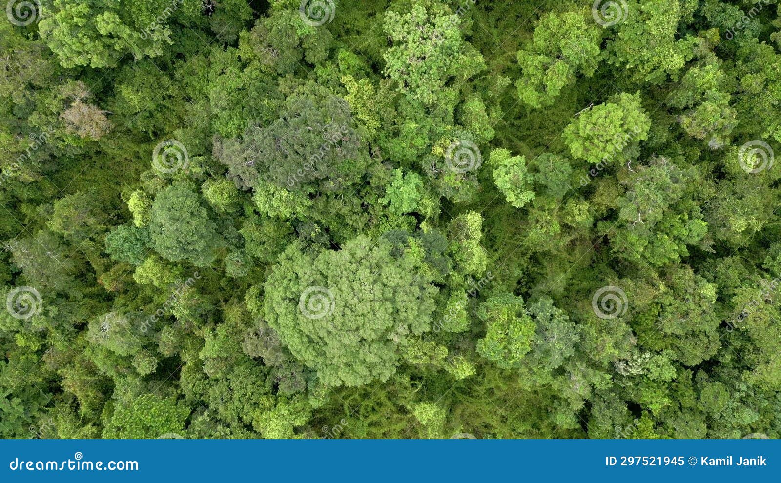 Top View of a Dense Tropical Rainforest in Thailand Stock Video - Video ...