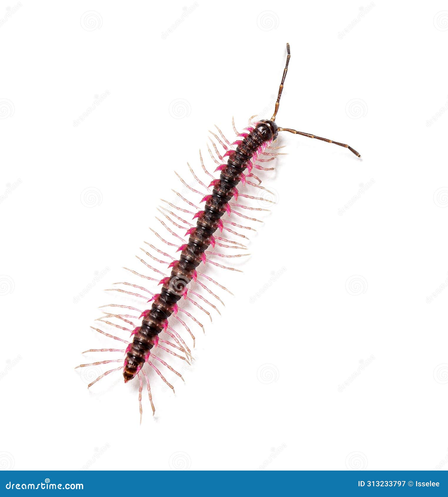 Top View of a Desmoxytes Planata Millipede, Isolated on White ...