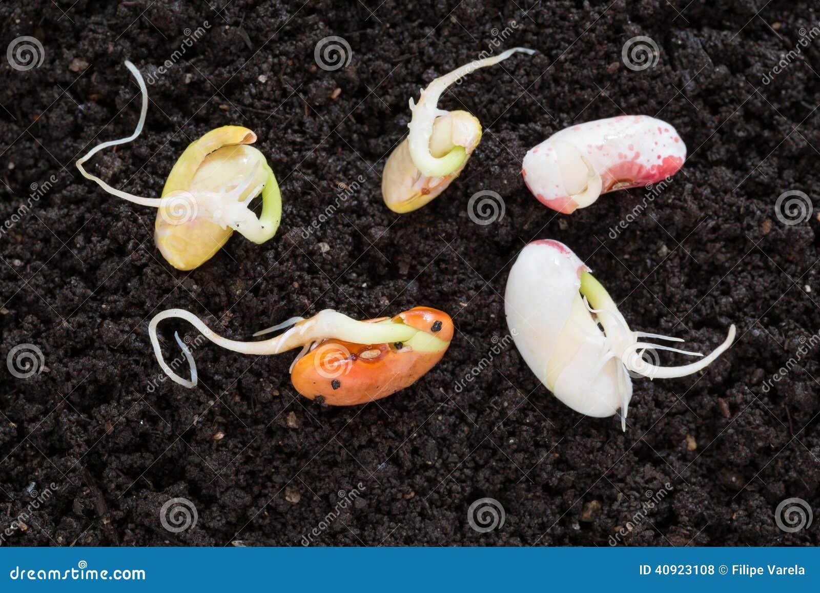 Top View of Different Been Seeds Germinating in Soil Stock Photo ...