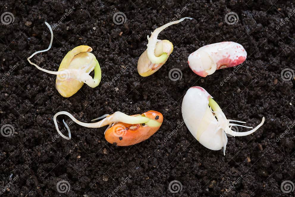 Top View of Different Been Seeds Germinating in Soil Stock Photo ...