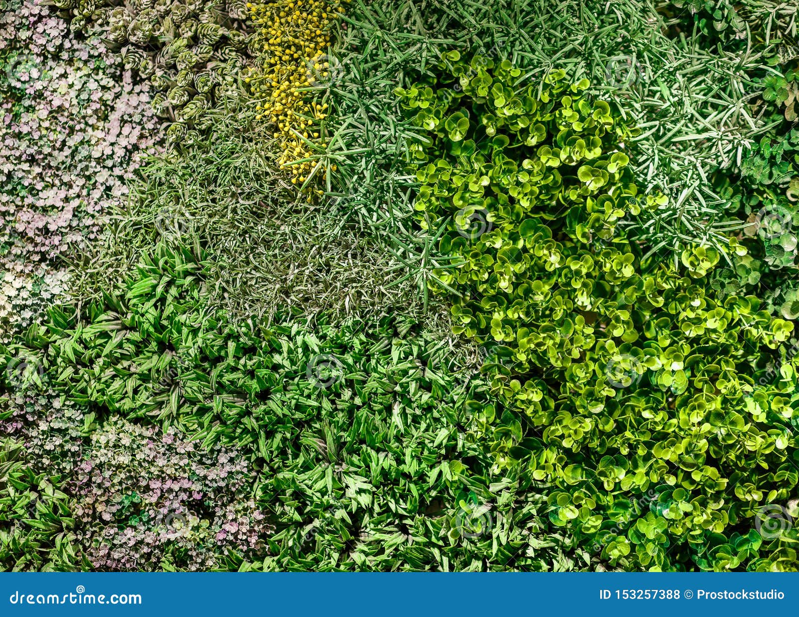 Top View of Different Green Plants for Natural Interior Design Stock ...
