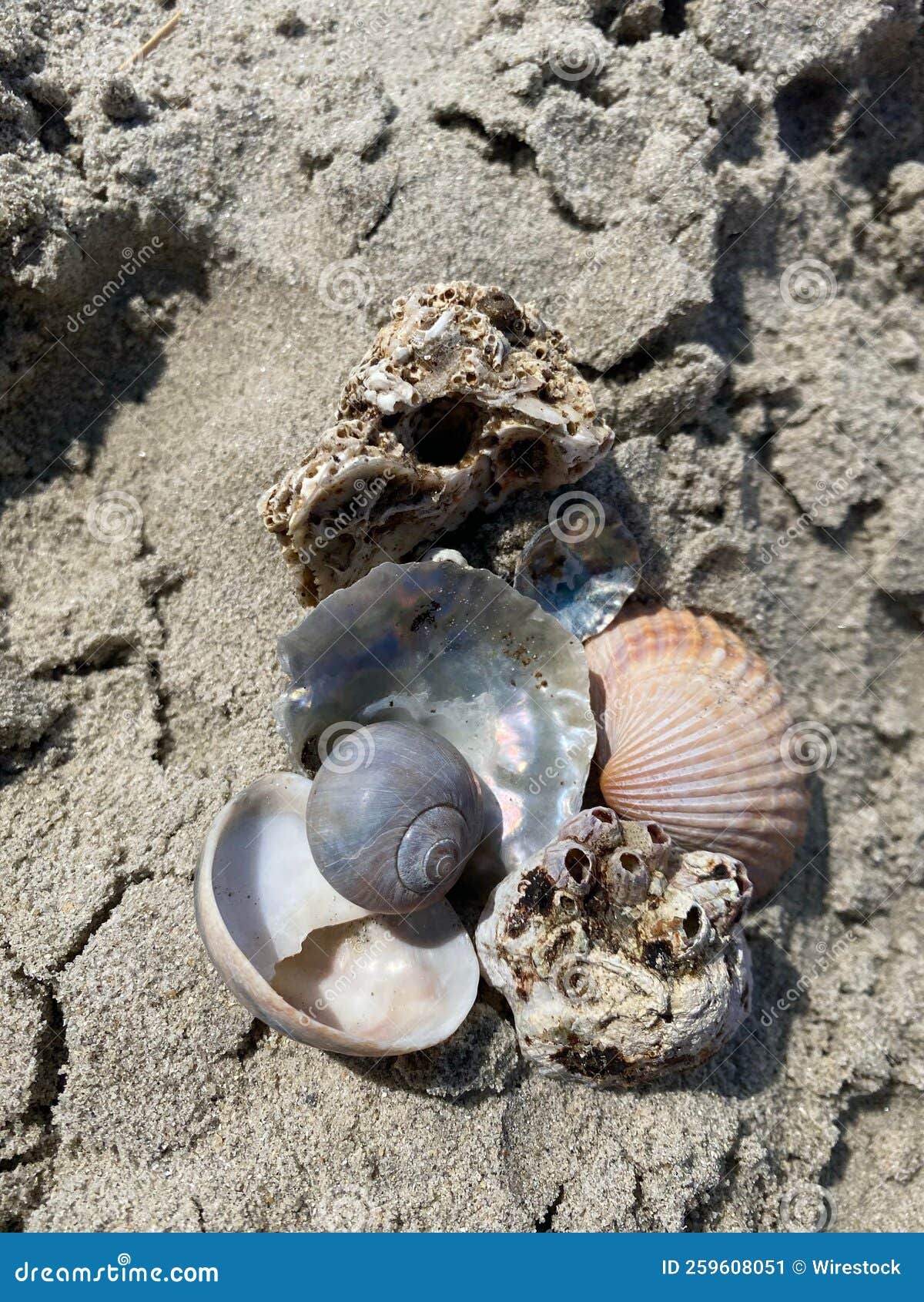 Top View of Different Kinds of Shells on Sandy Beach Stock Image ...
