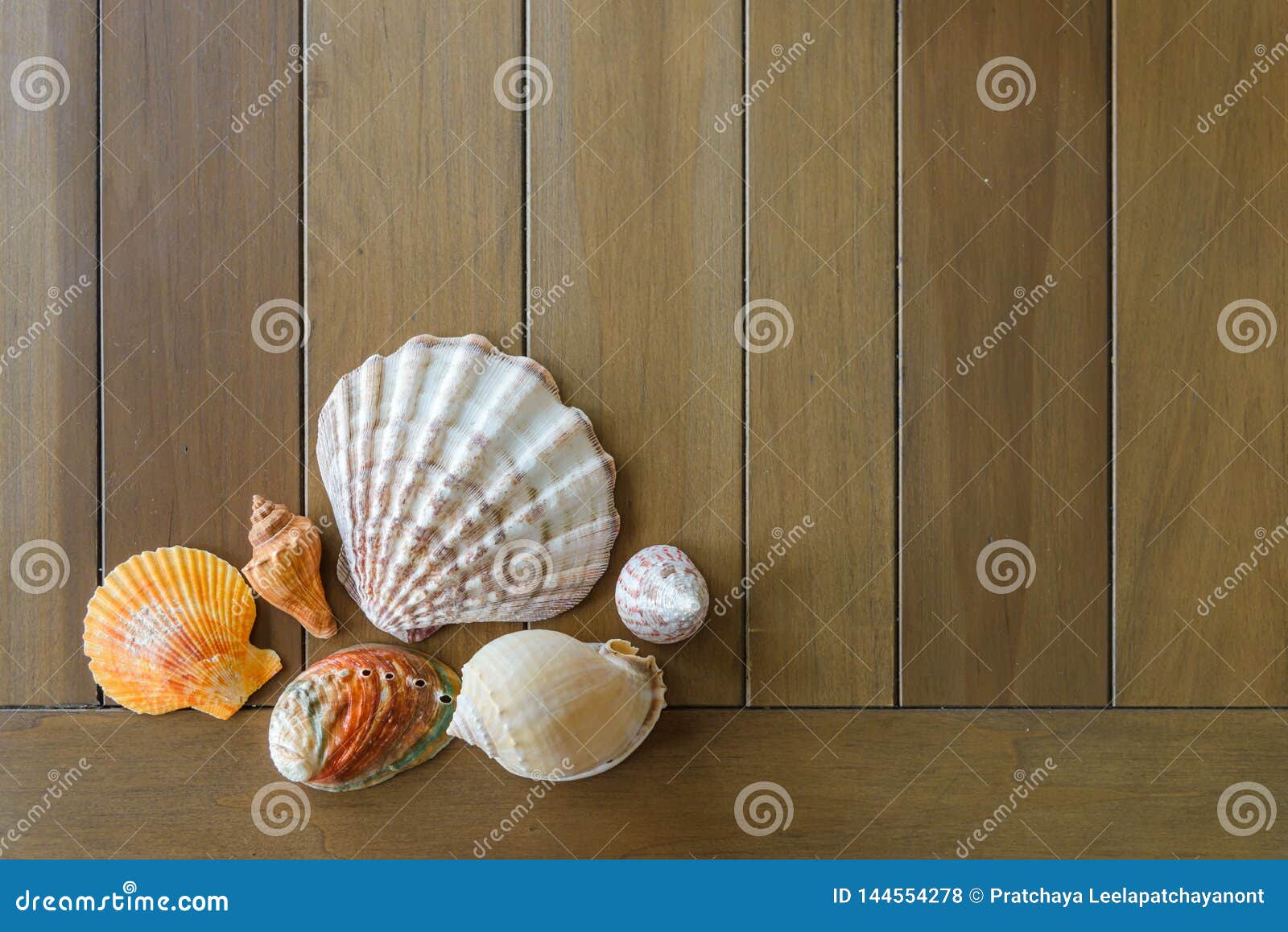Top View of Different Sea Shells on Wooden Background with Copy Space ...