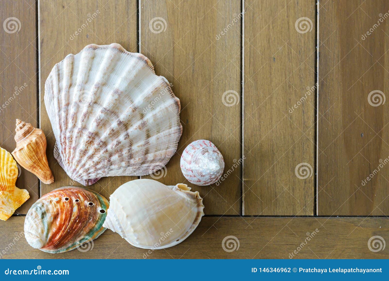Top View of Different Sea Shells on Wooden Background with Copy Space ...