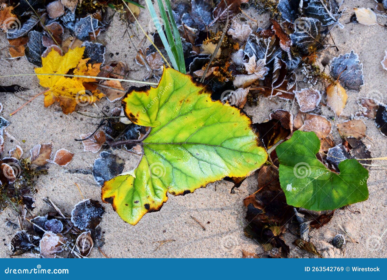 Top View of Different Types of Fallen Frozen Leaves on a Sandy Beach ...