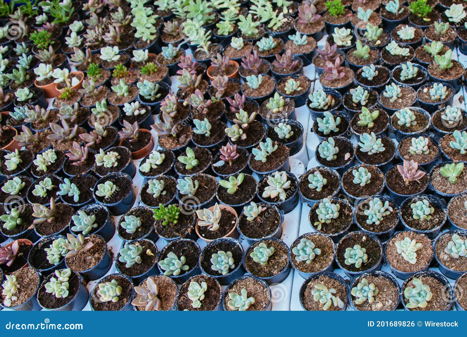 Top View of Different Types of Small Plants on Pots Stock Photo - Image ...