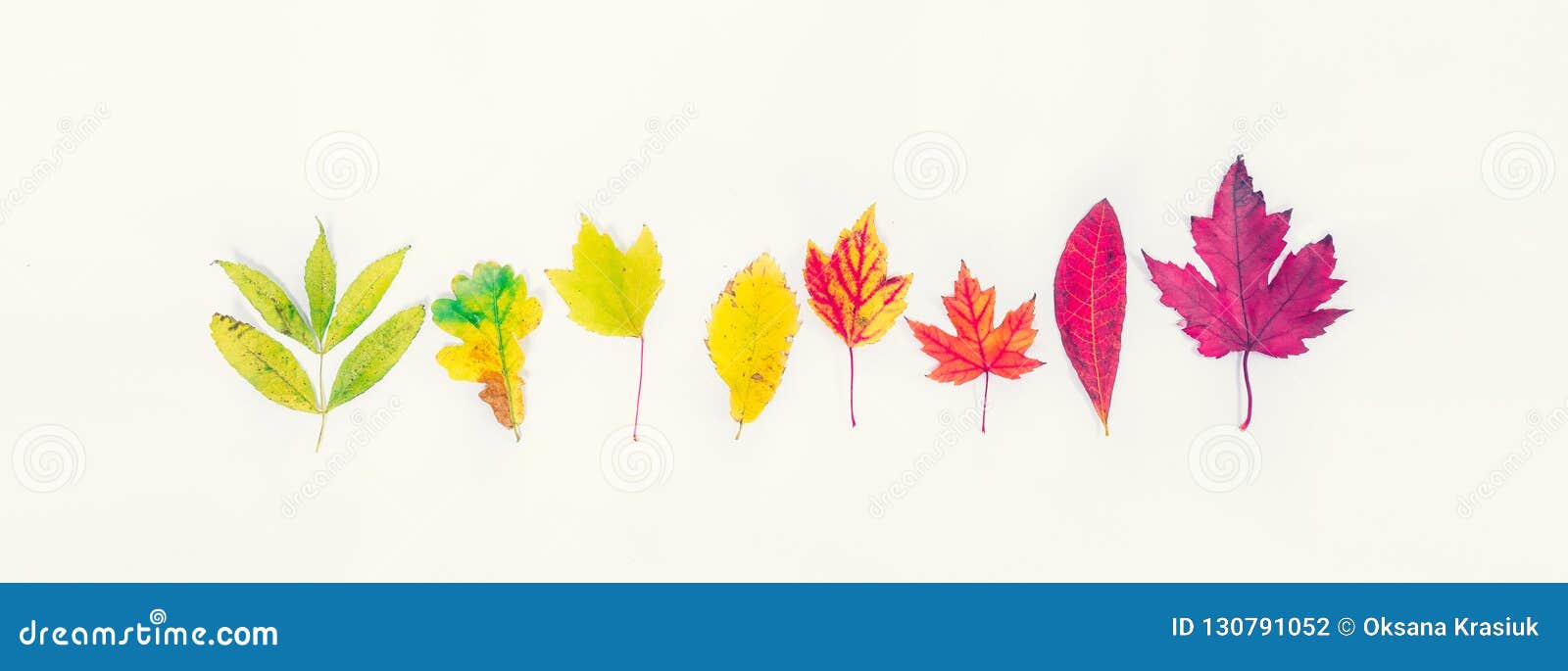 Top View Different Types of Tree Fall Leaves in a Row Gradient from ...