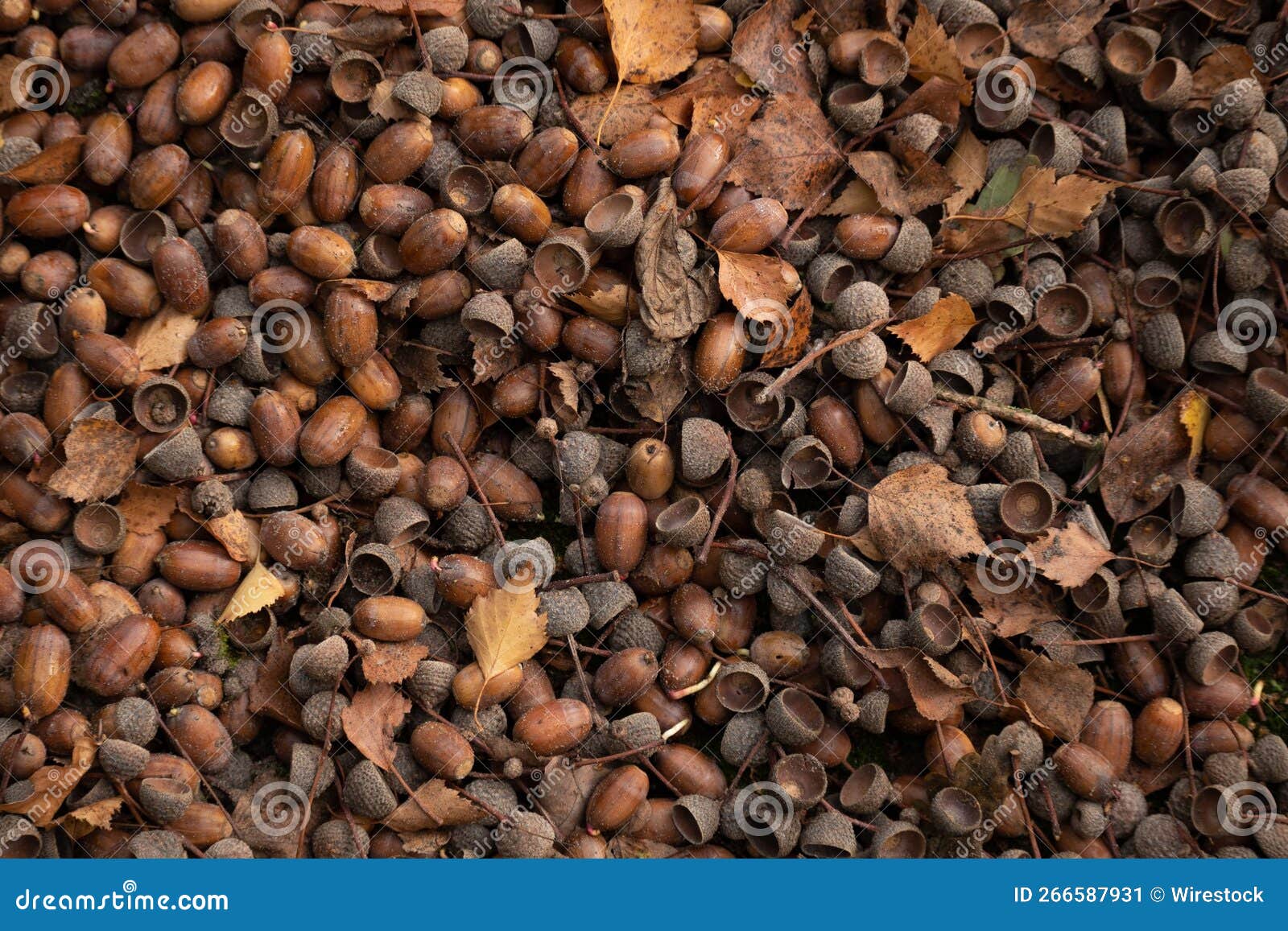 Top View of Different Variations of Sprouted Seeds Found on the Ground ...