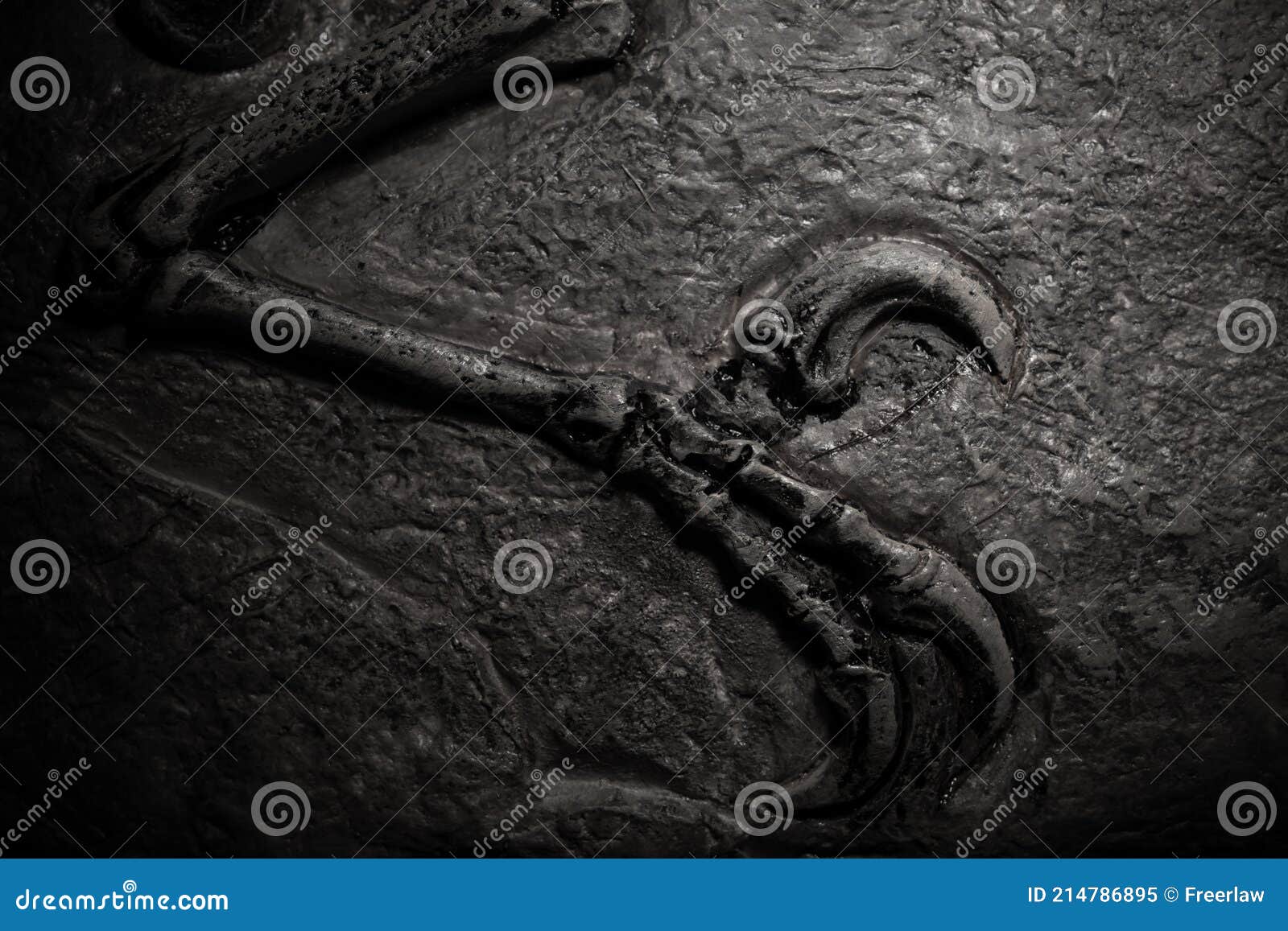 Top View Dinosaur Skeleton Fossil of the Craw with Details Stock Image ...