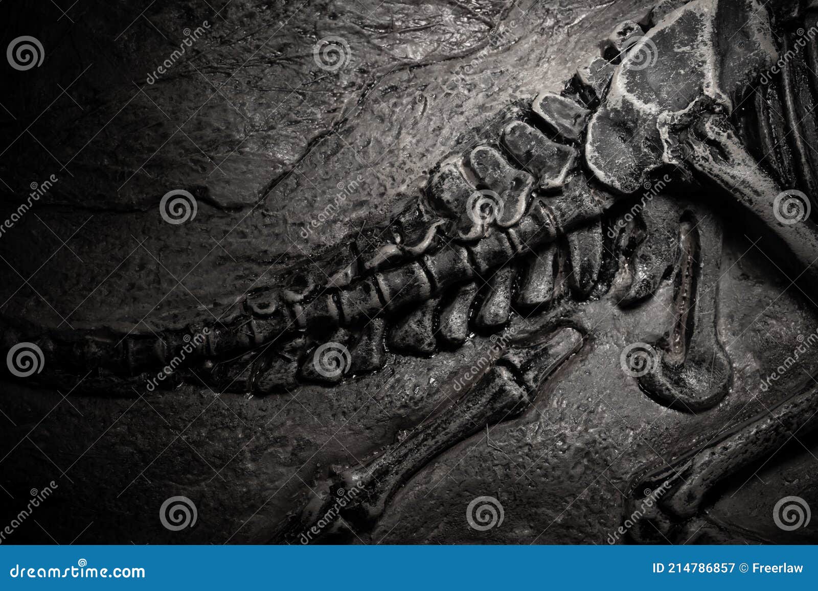 Dinosaur Skeleton Fossil of the Tail Part with Details Stock Image ...