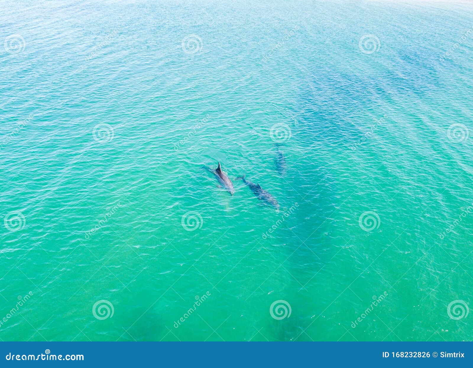 Top View of Dolphins in the Black Sea. Anapa Stock Photo - Image of ...