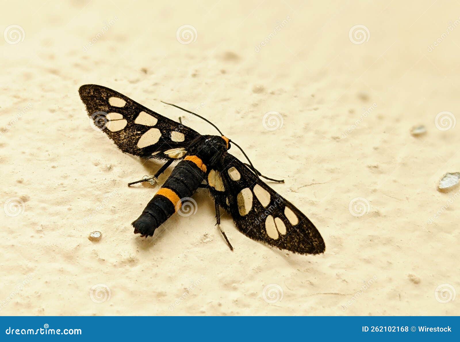 Top View of a Dotted Moth Isolated on a Yellow Background Stock Photo ...