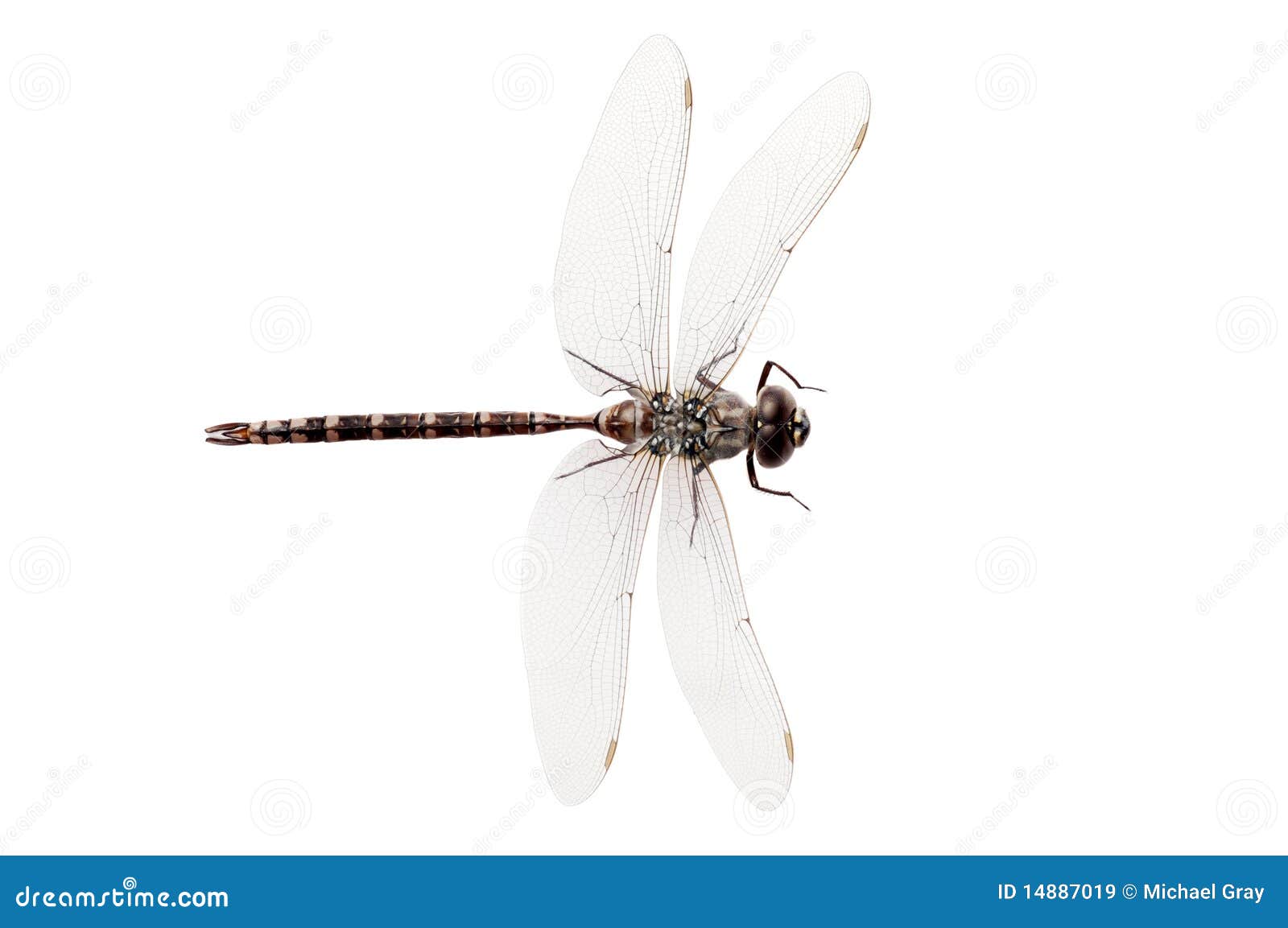 Top view dragon fly stock image. Image of isoceles, aeshnidae - 14887019